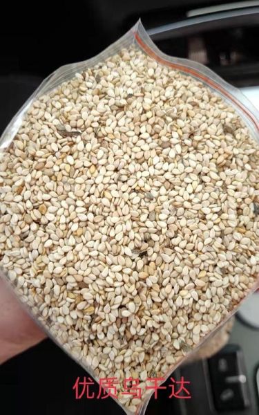 白芝麻价格最新行情_多少钱一斤-第1张图片-山城妙识 白芝麻价格最新行情_多少钱一斤-第1张图片-山城妙识