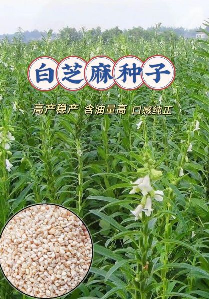 白芝麻价格最新行情_多少钱一斤-第2张图片-山城妙识 白芝麻价格最新行情_多少钱一斤-第2张图片-山城妙识