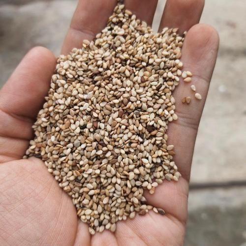 白芝麻价格最新行情_多少钱一斤-第3张图片-山城妙识 白芝麻价格最新行情_多少钱一斤-第3张图片-山城妙识