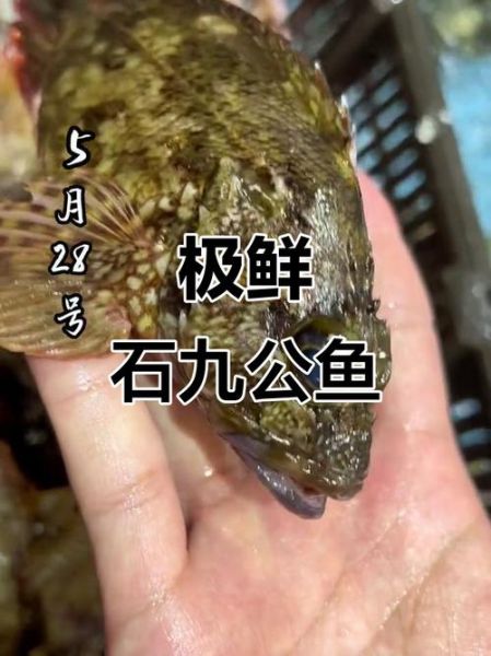石九公鱼图片_石九公鱼怎么做好吃-第3张图片-山城妙识