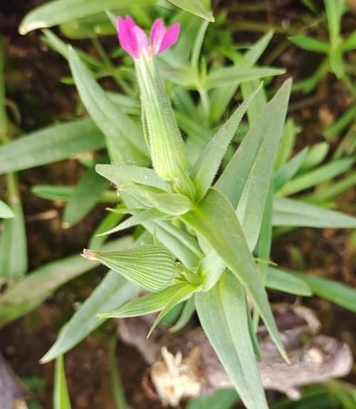 野生面条菜开花图片_怎么识别-第2张图片-山城妙识 野生面条菜开花图片_怎么识别-第2张图片-山城妙识