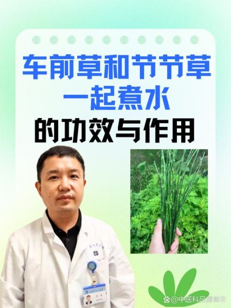 车前草煮水能治什么病_车前草煮水有什么功效-第1张图片-山城妙识 车前草煮水能治什么病_车前草煮水有什么功效-第1张图片-山城妙识