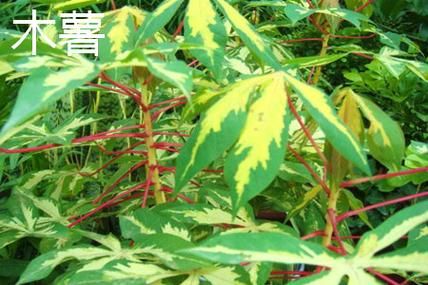 甜木薯图片_甜木薯和苦木薯区别-第3张图片-山城妙识