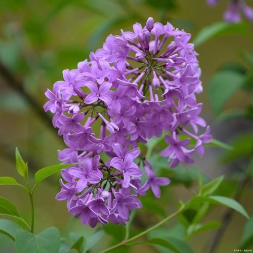 紫色的洋槐花能吃吗_紫色槐花食用禁忌-第1张图片-山城妙识