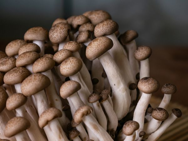 香菇做馅用焯水吗_香菇做馅要不要焯水-第1张图片-山城妙识