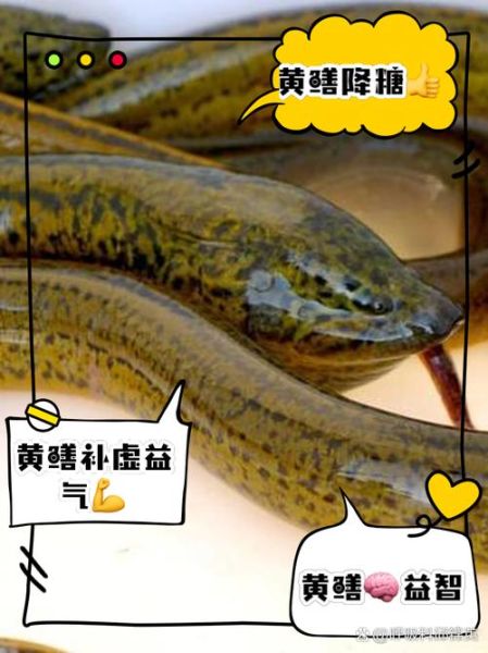 吃黄鳝的禁忌有哪些_黄鳝不能和什么一起吃-第3张图片-山城妙识