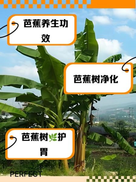 芭蕉树风水禁忌_门前种芭蕉树好吗-第1张图片-山城妙识 芭蕉树风水禁忌_门前种芭蕉树好吗-第1张图片-山城妙识