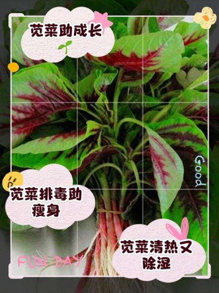 苋菜怎么做好吃_苋菜的功效与作用-第3张图片-山城妙识