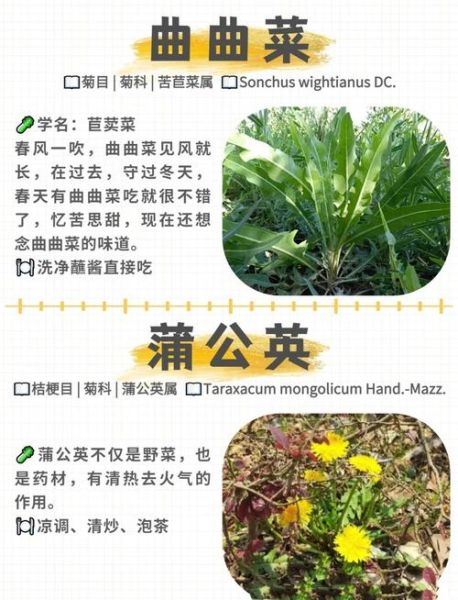 十大野菜有哪些_怎么辨别可食用野菜-第3张图片-山城妙识