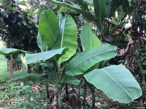 芭蕉树风水禁忌_门前种芭蕉树好吗-第2张图片-山城妙识 芭蕉树风水禁忌_门前种芭蕉树好吗-第2张图片-山城妙识