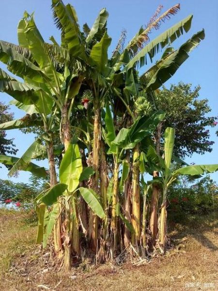 芭蕉树风水禁忌_门前种芭蕉树好吗-第3张图片-山城妙识 芭蕉树风水禁忌_门前种芭蕉树好吗-第3张图片-山城妙识