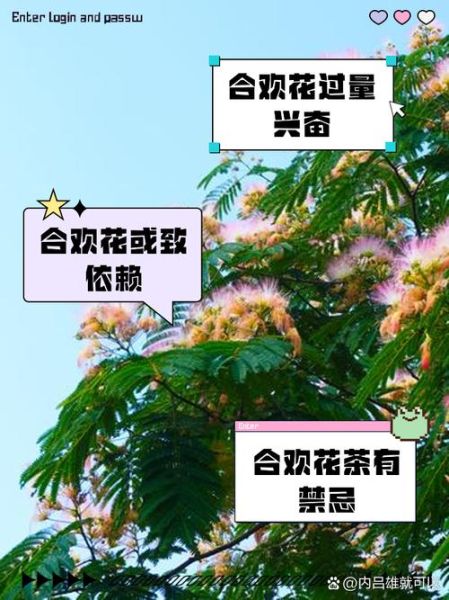 合欢花能治失眠吗_合欢花泡水喝的禁忌-第1张图片-山城妙识 合欢花能治失眠吗_合欢花泡水喝的禁忌-第1张图片-山城妙识