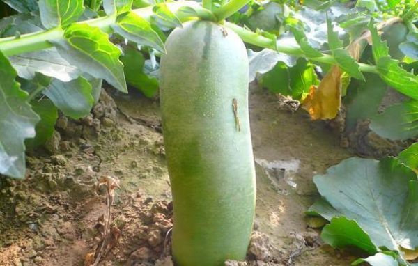 青萝卜怎么保存时间长_青萝卜可以放冰箱吗-第2张图片-山城妙识