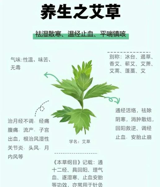 艾叶的功效与作用_艾叶怎么吃效果最好-第1张图片-山城妙识 艾叶的功效与作用_艾叶怎么吃效果最好-第1张图片-山城妙识