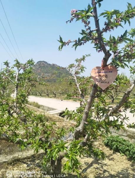 无锡阳山水蜜桃采摘园门票多少钱_采摘时间到几月-第1张图片-山城妙识 无锡阳山水蜜桃采摘园门票多少钱_采摘时间到几月-第1张图片-山城妙识