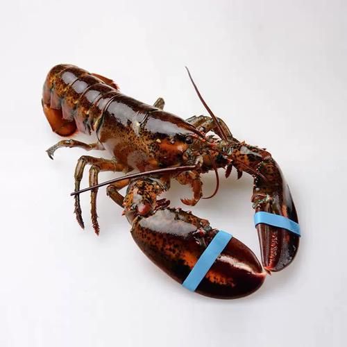 大龙虾品种有哪些_如何区分澳洲龙虾和波士顿龙虾-第2张图片-山城妙识 大龙虾品种有哪些_如何区分澳洲龙虾和波士顿龙虾-第2张图片-山城妙识