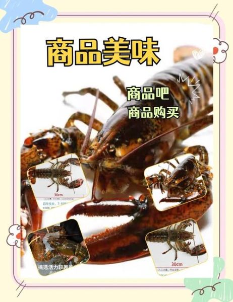 大龙虾品种有哪些_如何区分澳洲龙虾和波士顿龙虾-第3张图片-山城妙识 大龙虾品种有哪些_如何区分澳洲龙虾和波士顿龙虾-第3张图片-山城妙识