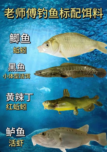 野生大鲤鱼喜欢吃什么饵料_钓大鲤鱼用什么饵料最好-第3张图片-山城妙识 野生大鲤鱼喜欢吃什么饵料_钓大鲤鱼用什么饵料最好-第3张图片-山城妙识
