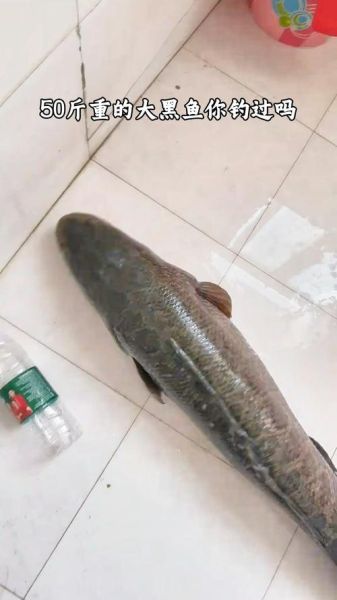 大乌鱼图片_大乌鱼长什么样-第2张图片-山城妙识 大乌鱼图片_大乌鱼长什么样-第2张图片-山城妙识