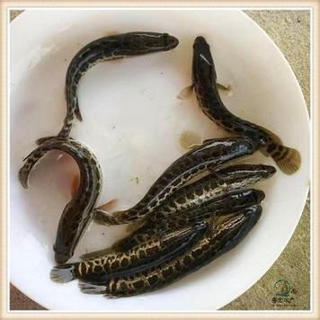 大乌鱼图片_大乌鱼长什么样-第1张图片-山城妙识 大乌鱼图片_大乌鱼长什么样-第1张图片-山城妙识