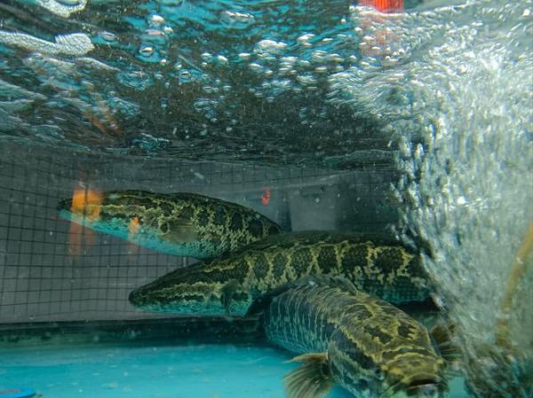 大乌鱼图片_大乌鱼长什么样-第3张图片-山城妙识 大乌鱼图片_大乌鱼长什么样-第3张图片-山城妙识