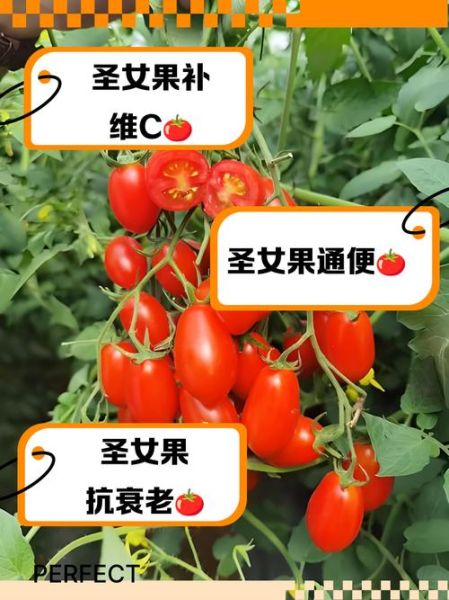 吃圣女果的好处和坏处_圣女果吃多了会上火吗-第2张图片-山城妙识 吃圣女果的好处和坏处_圣女果吃多了会上火吗-第2张图片-山城妙识