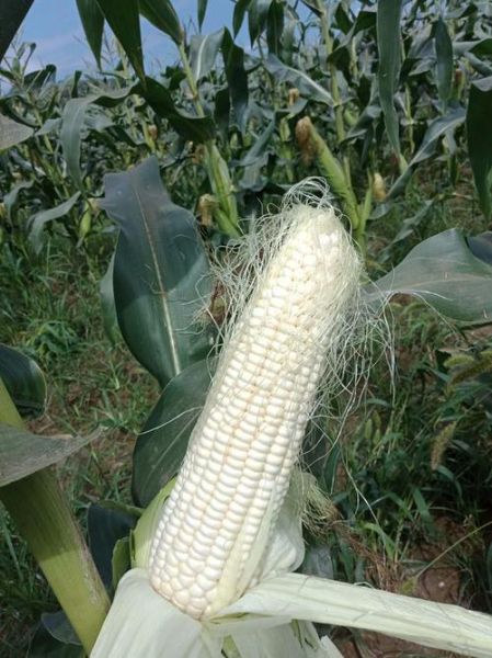 玉米视频网站在线观看怎么找_玉米视频网站在线观看安全吗-第1张图片-山城妙识