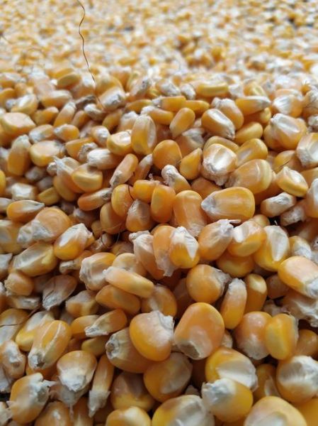 玉米视频网站在线观看怎么找_玉米视频网站在线观看安全吗-第2张图片-山城妙识