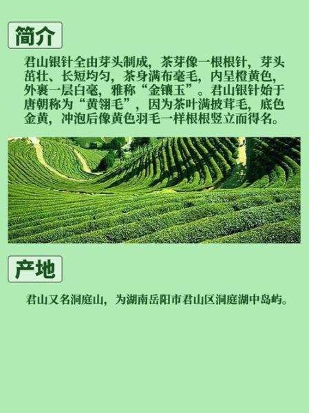 君山银针属于什么茶_君山银针是绿茶还是黄茶-第2张图片-山城妙识