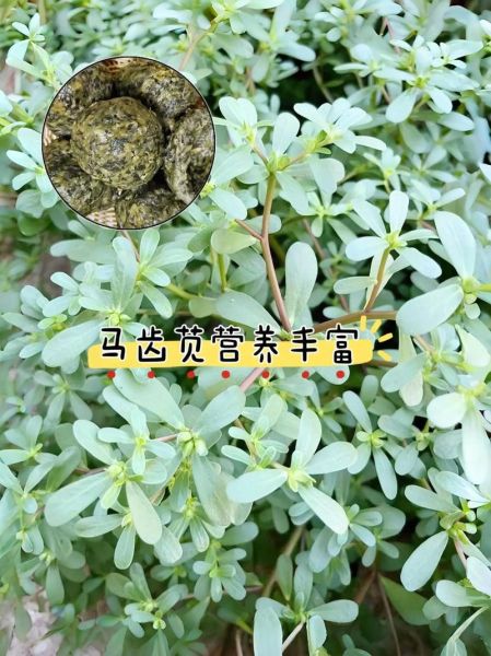长期吃马齿苋对身体好吗_马齿苋副作用有哪些-第2张图片-山城妙识