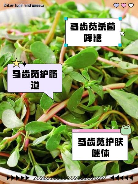 长期吃马齿苋对身体好吗_马齿苋副作用有哪些-第3张图片-山城妙识