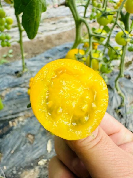 小柿子叫什么名字_小柿子品种大全-第2张图片-山城妙识