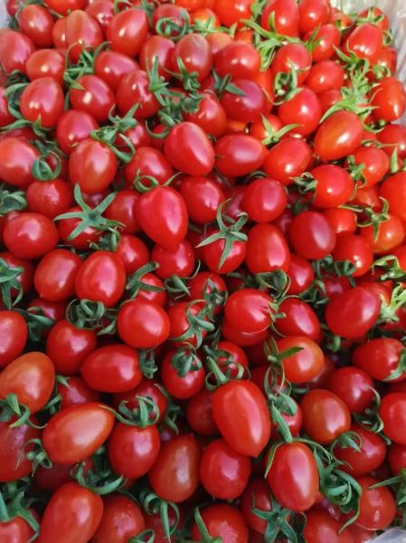 小柿子叫什么名字_小柿子品种大全-第1张图片-山城妙识