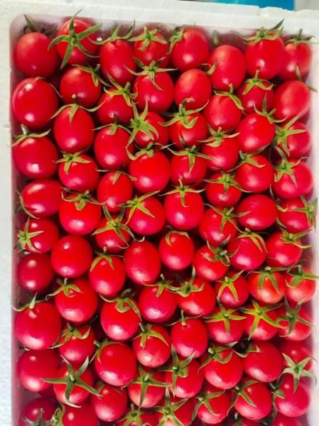 小柿子叫什么名字_小柿子品种大全-第3张图片-山城妙识