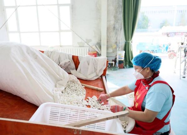 蚕茧怎么处理成蚕丝_蚕茧缫丝全过程-第1张图片-山城妙识 蚕茧怎么处理成蚕丝_蚕茧缫丝全过程-第1张图片-山城妙识