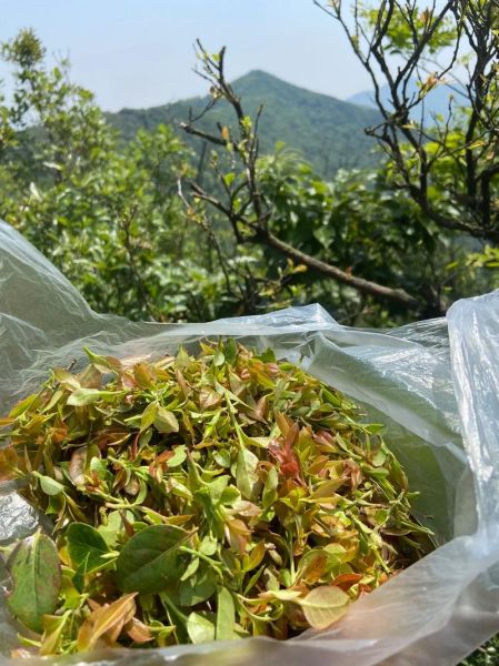 乌饭树的功效与作用_乌饭树叶怎么吃最养生-第1张图片-山城妙识