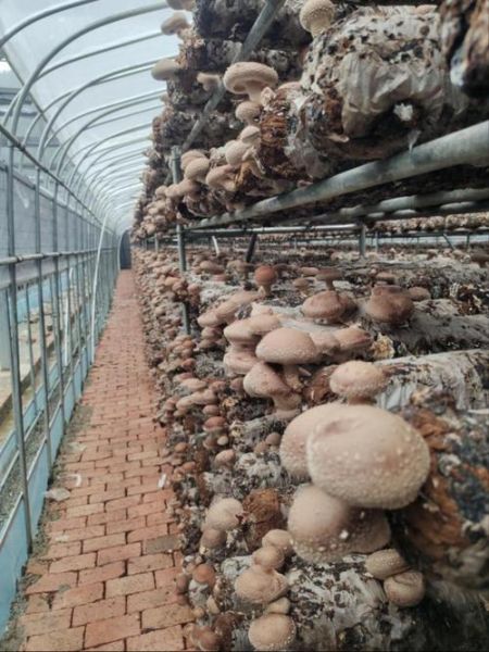 香菇种植大棚造价多少钱_香菇大棚怎么搭建-第2张图片-山城妙识