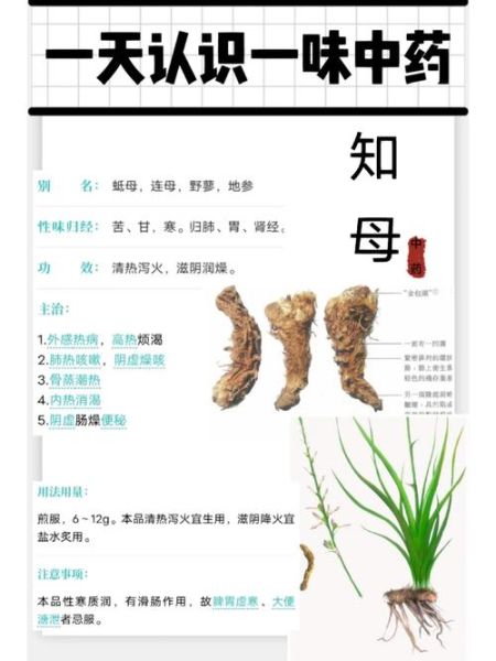 知母的功效与作用_知母适合哪些人吃-第3张图片-山城妙识 知母的功效与作用_知母适合哪些人吃-第3张图片-山城妙识