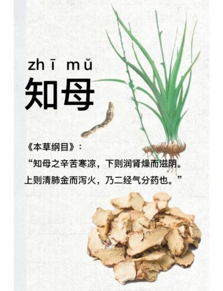 知母的功效与作用_知母适合哪些人吃-第1张图片-山城妙识 知母的功效与作用_知母适合哪些人吃-第1张图片-山城妙识