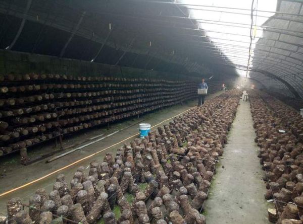 香菇种植大棚造价多少钱_香菇大棚怎么搭建-第3张图片-山城妙识