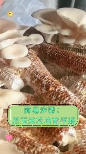平菇栽培技术完整版_平菇技术-第2张图片-山城妙识