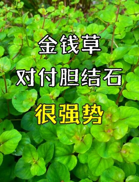 肾结石最怕的一味中药_金钱草真的能化石吗-第1张图片-山城妙识