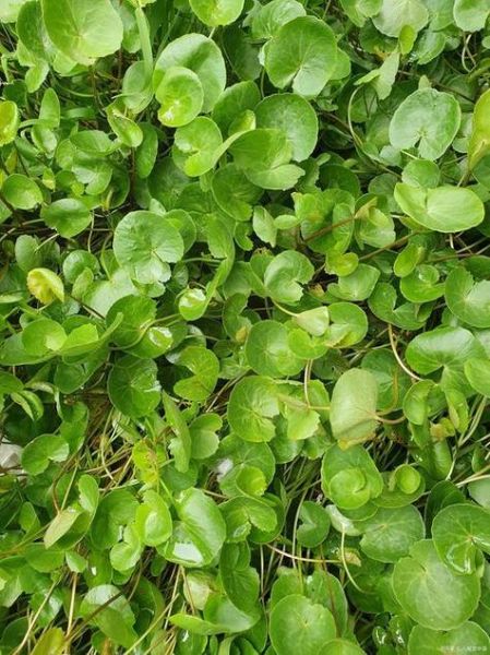 肾结石最怕的一味中药_金钱草真的能化石吗-第2张图片-山城妙识