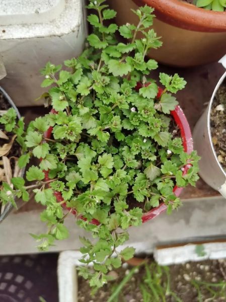 肾结石最怕的一味中药_金钱草真的能化石吗-第3张图片-山城妙识