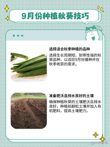 秋葵什么时候播种最合适_秋葵种植方法和时间-第1张图片-山城妙识
