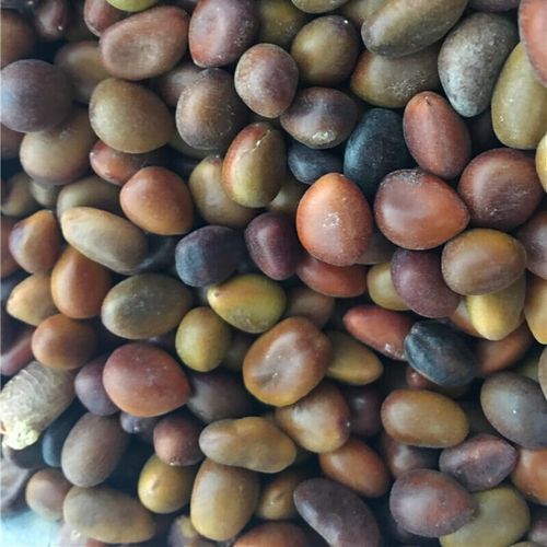 皂角米怎么泡发_皂角米价格多少钱一斤-第1张图片-山城妙识