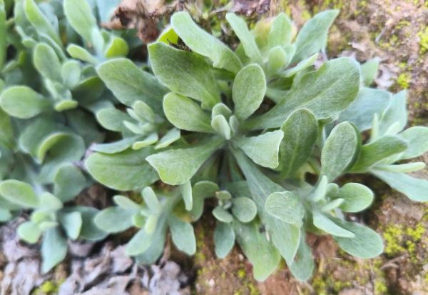 清明菜长什么样_清明菜高清图片怎么拍-第1张图片-山城妙识 清明菜长什么样_清明菜高清图片怎么拍-第1张图片-山城妙识