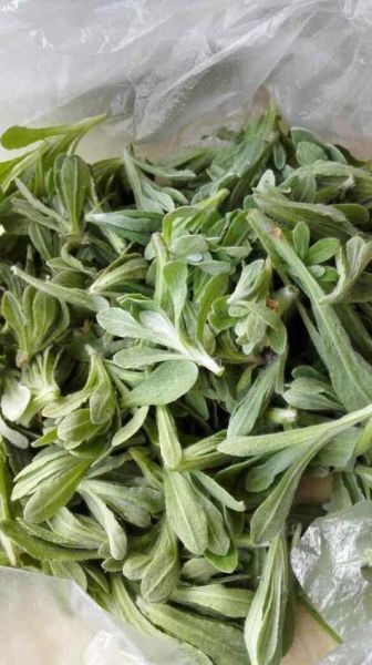 清明菜长什么样_清明菜高清图片怎么拍-第3张图片-山城妙识 清明菜长什么样_清明菜高清图片怎么拍-第3张图片-山城妙识