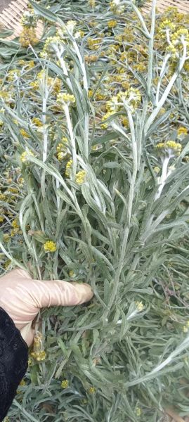 清明菜长什么样_清明菜高清图片怎么拍-第2张图片-山城妙识 清明菜长什么样_清明菜高清图片怎么拍-第2张图片-山城妙识