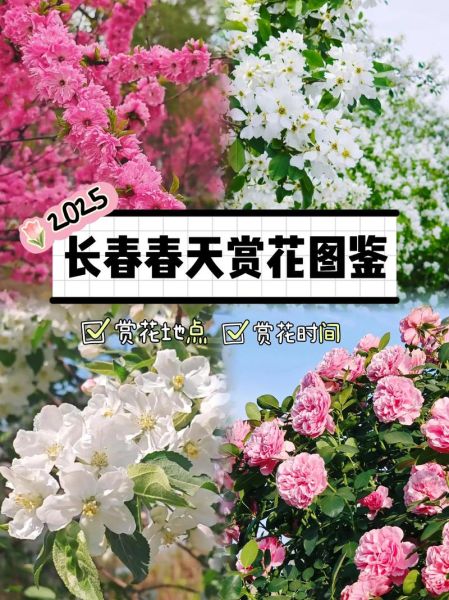 春天开的花有哪些图片_春季赏花攻略-第1张图片-山城妙识 春天开的花有哪些图片_春季赏花攻略-第1张图片-山城妙识